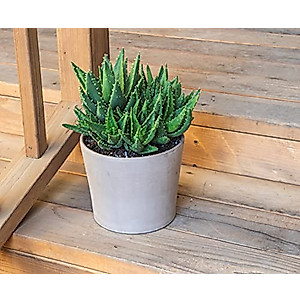 Succulents Plants Live Indoor Plants, Aloe Nobilis Plants Live Houseplants, Live Succulents Live Plants Indoor Succulent Plants, Indoor Plant Real Succulents Plants House Plants by Plants for Pets