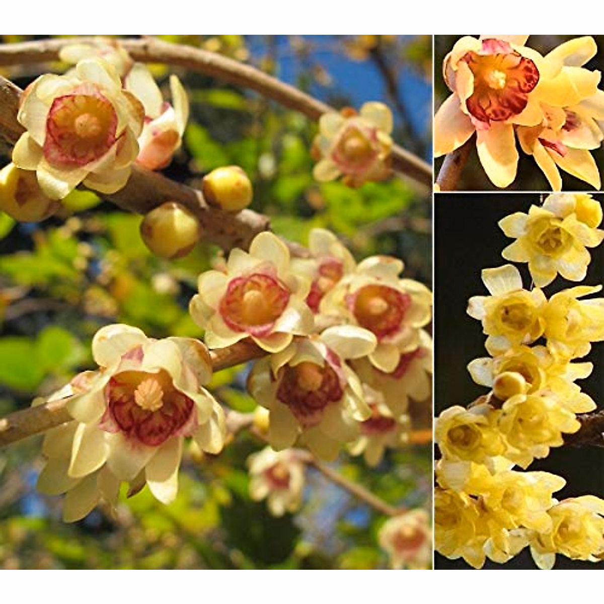 20+ Chimonanthus Praecox Odorant Shrub Seeds Bush Winter Flowers Garden Plants