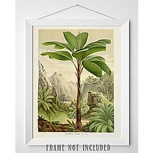 Verschaffeltia Splendida Palm Botanical Illustration - 11x14 Unframed Art Print - Makes a Great Wall Decor for Bathrooms and Bedrooms Under $15
