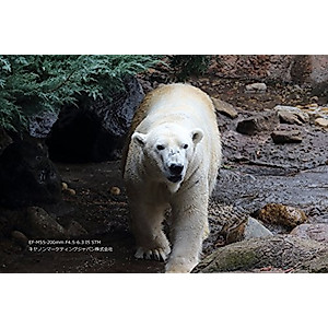 Canon Mirror-Less SLR Camera EOS M2 Triple Lens kit (White) EF-M18-55mm F3.5-5.6 is STM EF-M22mm F2 STM EF-M11-22mm F4-5.6 is STM Comes EOSM2WH-TLK [International Version, No Warranty]