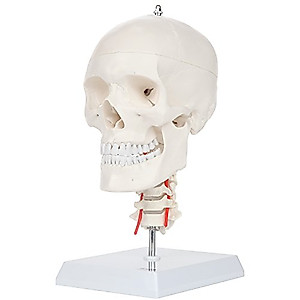 Axis Scientific 3-Part Human Skull Model with Flexible Neck | Life Size Plastic Skull on a Flexible Cervical Spine Molded from a Real Human Skull