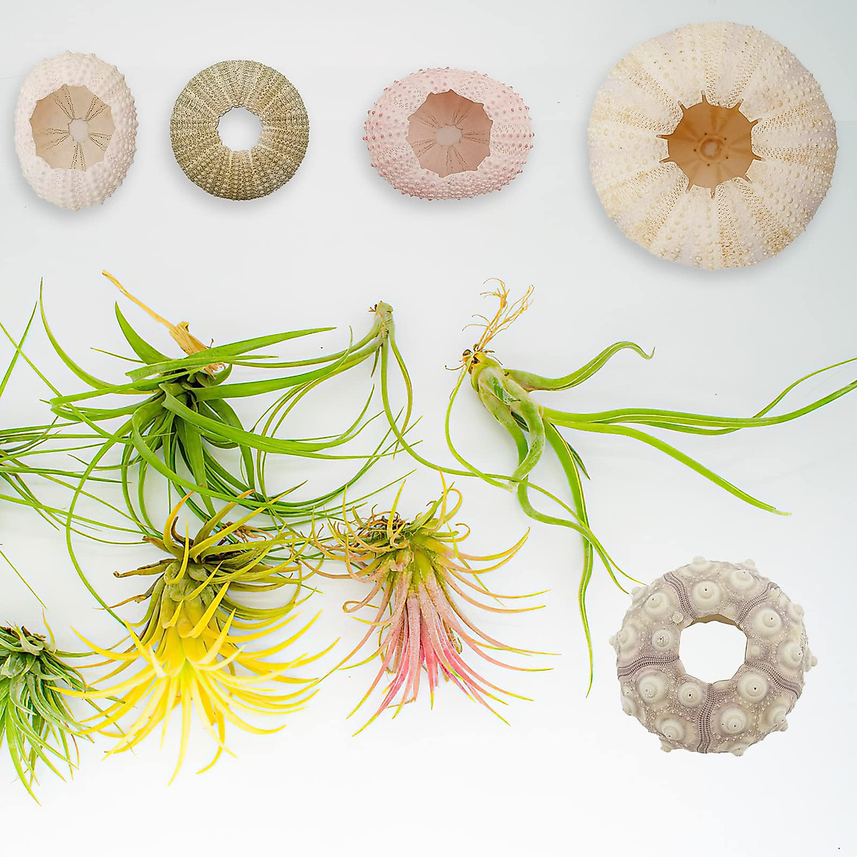 5 Pack Mini Sea Urchin Shell Hanging Pot-Air Plant Holder Hanging Decorative Cute Tillandsia Succulent Display Container with Rustic Ropes for Home Garden Beach Theme Party Wall Indoor Outdoor Decors