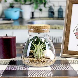 NW Wholesaler - Assorted Collection of 5 Live Tillandsia Air Plants and Air Plant Food - Live Indoor Air Plant Variety Bundle, Succulent Air Plant Bundle, Shop Air Plant Bundles