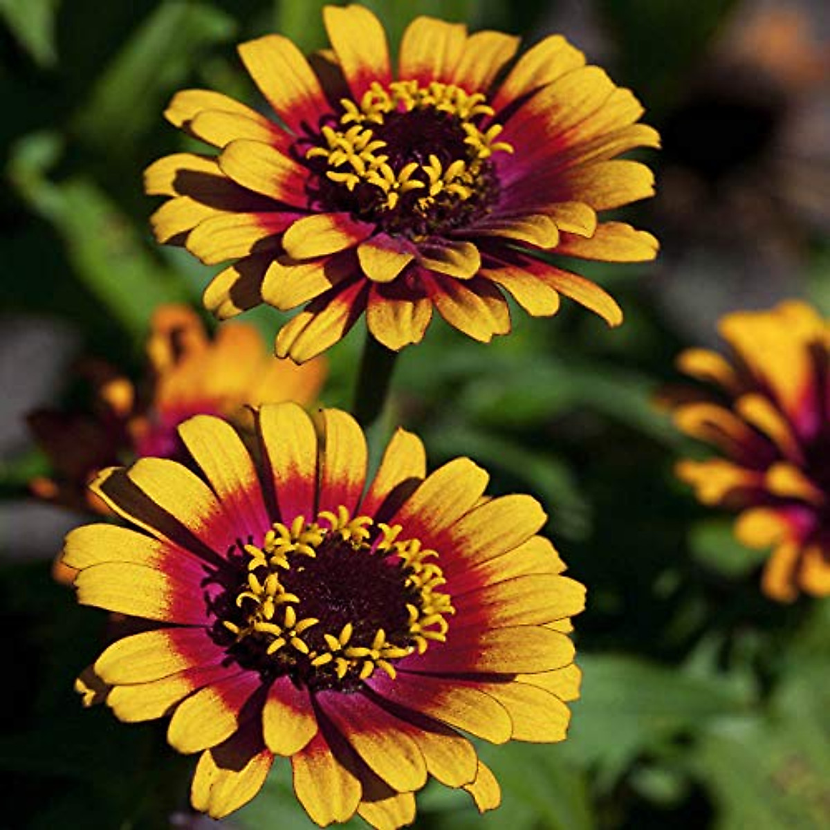 Outsidepride Zinnia Zowie Yellow Flame Heat & Drought Tolerant Garden Cut Flowers - 30 Seeds