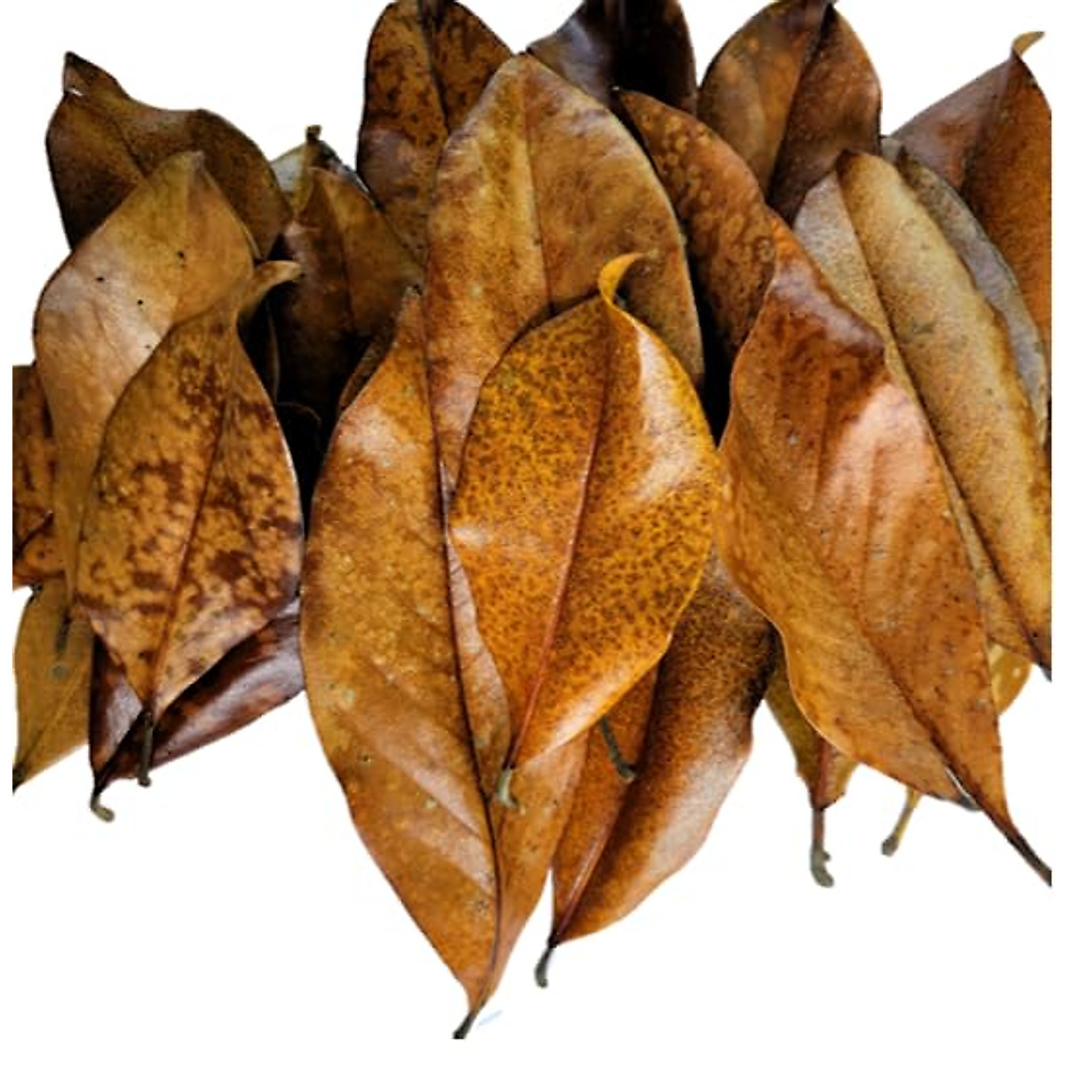 Magnolia Leaf Litter, 30-35 Premium Whole Natural Organic Hand Picked Leaves for Bioactive Enclosures, Reptiles, Amphibians
