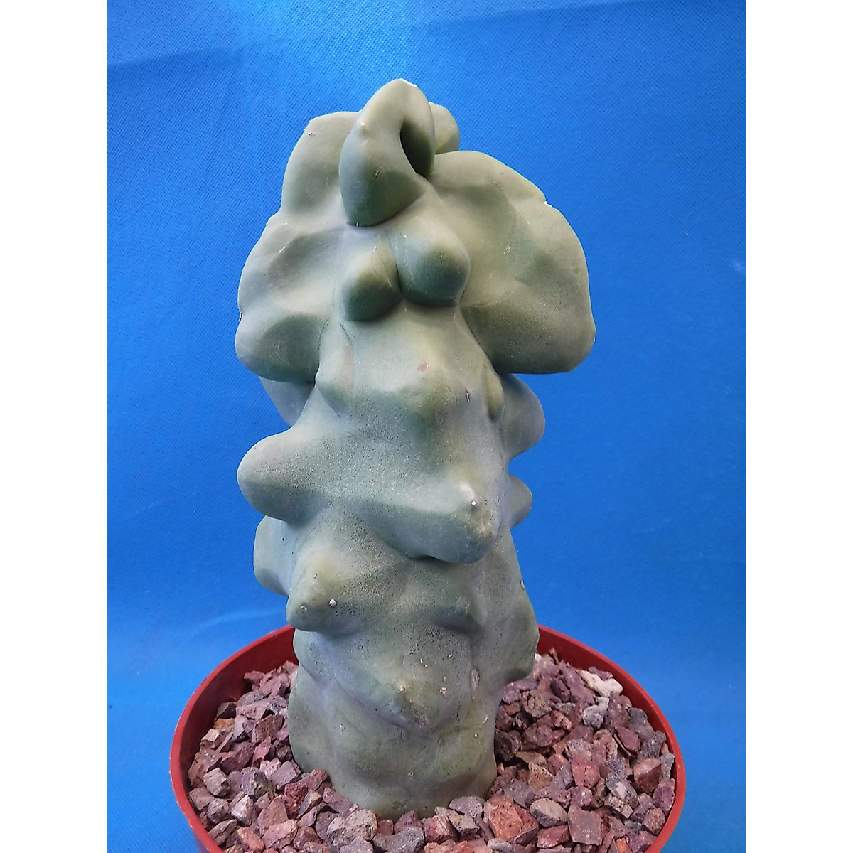 Tucson Tools Redeo 6" to 12" Tall Totem Pole Cactus (Shipped Bare Root-NO Pot!) Spineless! Very Unusual!