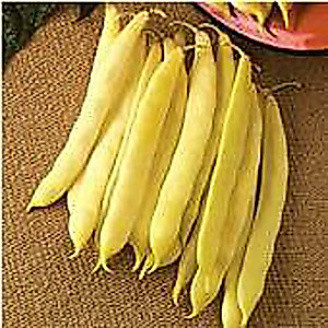 Romano Goldmarie Pole Beans Seeds (20+ Seeds) | Non GMO | Vegetable Fruit Herb Flower Seeds for Planting | Home Garden Greenhouse Pack