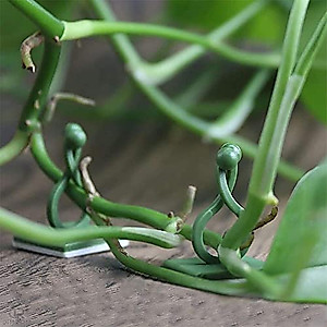 110Pcs Wall Plants Climber Vine Sticky Wall Clips Green 3 Different Size Wall Fixture Clips | Plant Fixture Cable Clips Self-Adhesive Plant Clips Fixing Hook Wall Vine Supports Traction Wall Clip