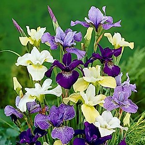 CHUXAY GARDEN Mixed Iris Sibirica-Siberian Iris,Siberian Flag 20 Seeds Blue Red White Purple Herb All Season Ornamental Plant Seed Temperate Regions Growing Planting Easy to Grow & Maintain