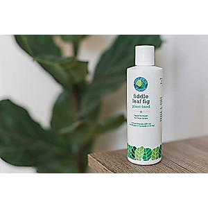 Fiddle Leaf Fig Tree Plant Food for Ficus Lyrata (and Ficus Audrey) – Calcium Fortified, Urea-Free and with NPK Ratio of 3-1-2 for Healthy Roots, Stems and Leaves (8 Ounces))