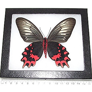 BicBugs Real Framed Butterfly RED Black ATROPHANEURA SEMPERI Female Verso Philippines