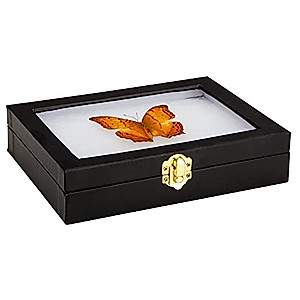 Juvale Insect Display Case with Glass Top, Riker Mount for Collecting Butterfly and Bug (8 x 1.8 x 6 in)