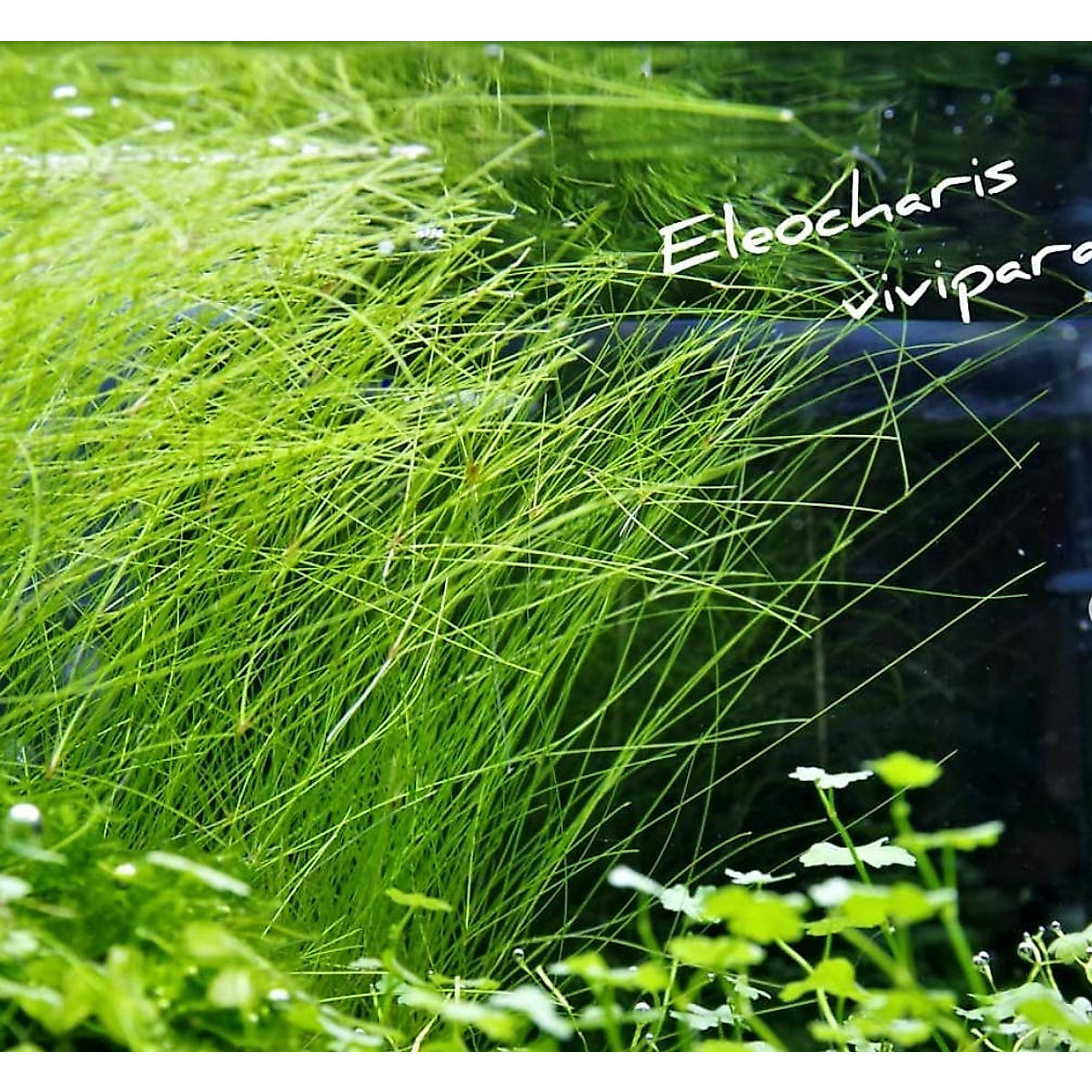 (6 Bundle) Giant Hairgrass | Eleocharis Vivipara Package Freshwater Live Aquarium Plants Background Fish Tank Decoration
