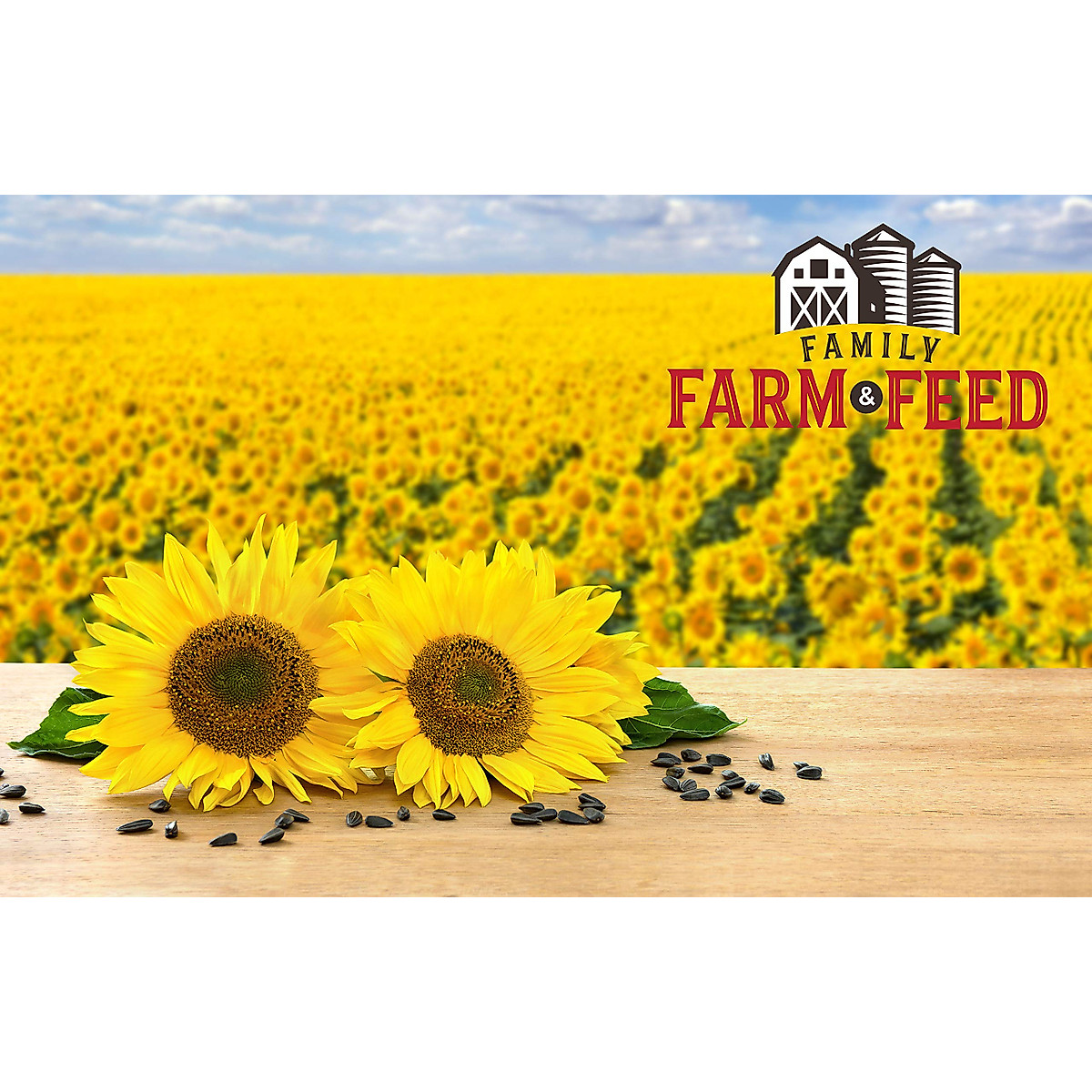 FAMILY FARM AND FEED | Four Season | Black Oil Sunflower Seed | 4 Pounds | Wild Bird Food | Backyard Songbird