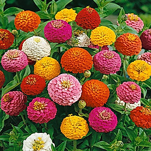 Outsidepride Zinnia Elegans Lilliput Heat & Drought Tolerant Garden Cut Flower Mix - 1000 Seeds