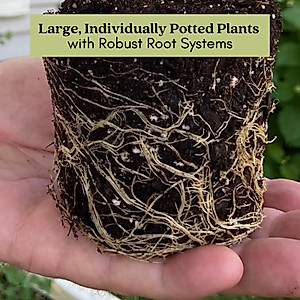 Clovers Garden English Lavender (Lavandula) Hidcote Blue Plants – Two (2) Live Plants – Non-GMO - Not Seeds - Each 4" to 8" Tall – in 4" Inch Pots - Compact Growth