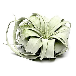 Tillandsia Xerographica Air Plant, Tillandsia Air Plants Live Large Indoor Plants Live Houseplants, Exotic Plants for Succulent Terrarium, Fairy Garden Decor, Succulents Live Plants by Plants for Pets