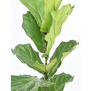 Fiddle Leaf Fig Slow-Release Fertilizer by Perfect Plants - Resealable 5oz. Bag - Consistent Nutrient Enrichment - for Indoor and Outdoor Use on All Ficus Varieties