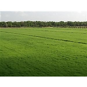 SeedRanch Bermuda Grass Seed Coated/Hulled - 1 Lb.