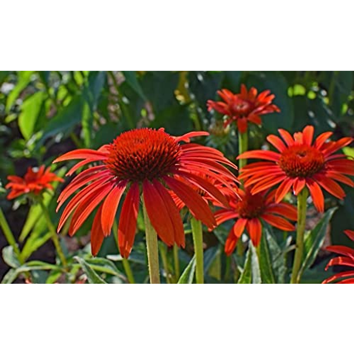 Zeoust Loife Echinacea Seeds for Planting Orange Red Coneflower Plants - Non-GMO Heirloom Flowers Seed to Plant Outdoors Garden 200 Seeds (Orange Red Coneflower)