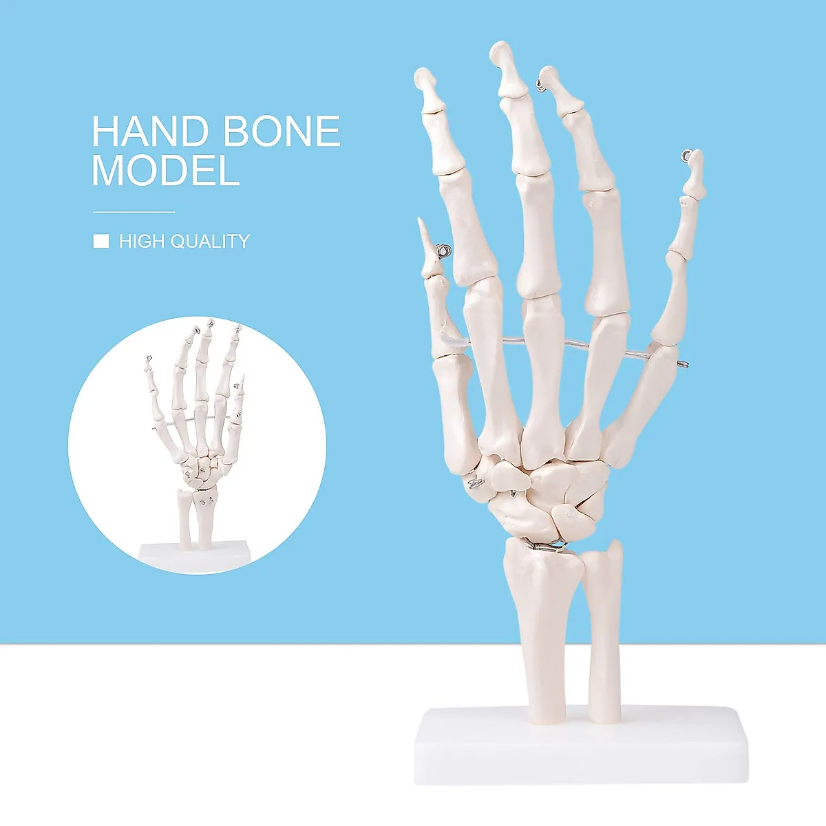 Hand Joint Anatomical Model Skeleton Model Human Medical Anatomy Life Size Educational Hand Bone Mold Anatomical Hand