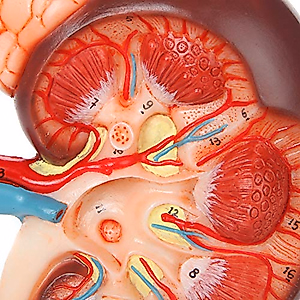 Kidney Anatomy Model with Adrenal Gland, Includes Base, Made by Axis Scientific