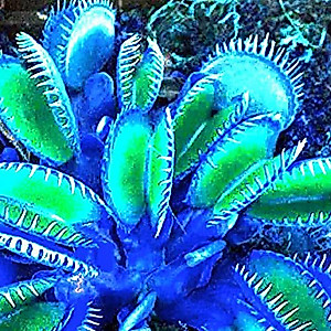 QAUZUY GARDEN 20 Blue Clip Venus Flytrap Plant Seeds Rare Tropical Exotic Plant Very Hardy Heat Tolerance Perennial House Plant Easy to Grow