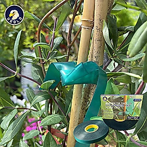 Ugold 8mil Extra Thick 150 Feet x 1/2'' Stretch Plant Tie Tape, Garden Tie Tape for Planting and Grafting, Plant Ribbon for Tomatoes, Grapes and Trees, Green Tie Tape, Garden Stake for Vinyard