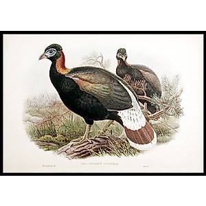 [Sclater's Monal (Lophophorus sclateri)] Chalcophasis sclateri