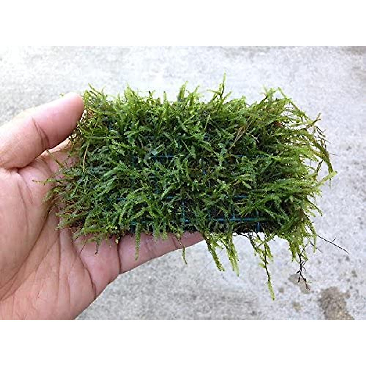 Java Moss Portion in 4 Oz Cup and Java Moss Mat - Easy Live Fresh Water Aquarium Plants