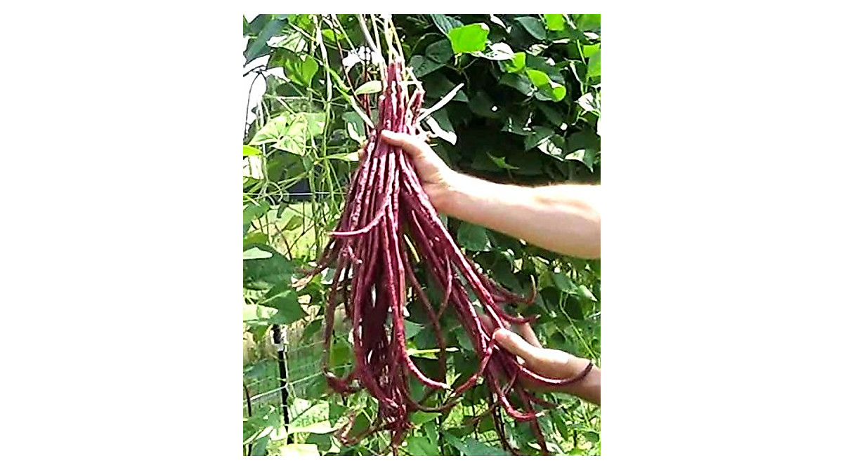 Red Yardlong Bean Seeds | Easy To Grow & High Yield Pole Beans