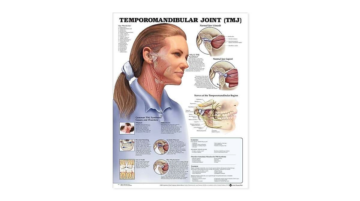 TMJ Anatomical Chart for Dental & Medical Professionals