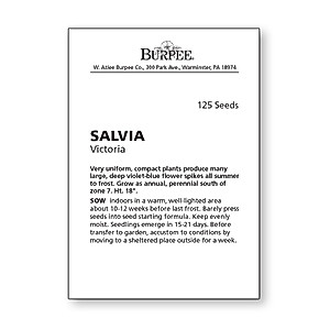 Burpee Victoria Salvia Seeds 125 seeds