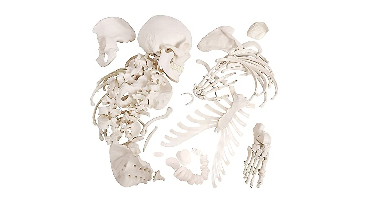 Anatomically Correct Human Skeleton Model - 67"