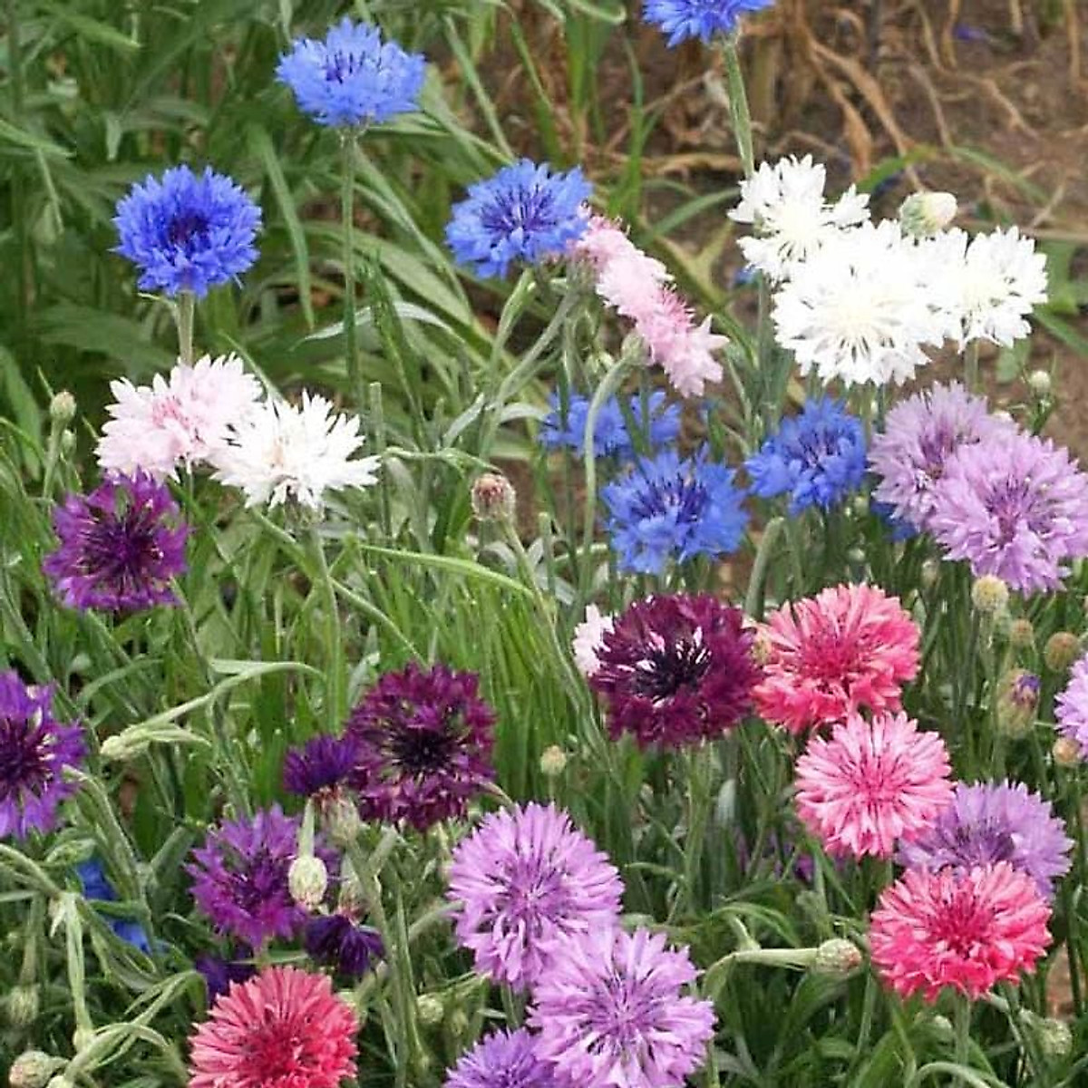 Outsidepride Centaurea Cyanus Cornflower Polka Dot Wild Flower Seeds - 1000 Seeds
