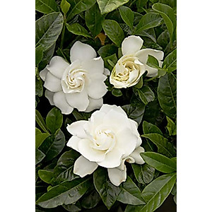 Shrub August Beauty Gardenia, 1 Gallon, Lustrous Green Foliage