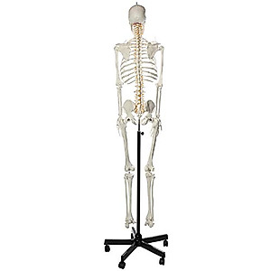 Axis Scientific Flexible Life-Size Skeleton Anatomical Model, Bundle Containing 5' 6" Anatomically Correct Skeleton, 206 Bones, Interactive Medical Replica, Adjustable Rolling Stand, Dust Cover