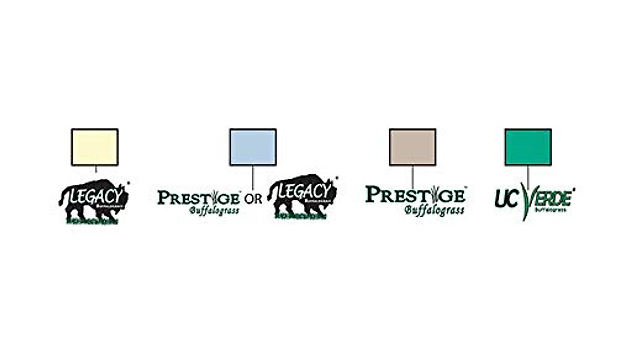 UC Verde Buffalograss Plugs - Eco-Friendly Turf Grass