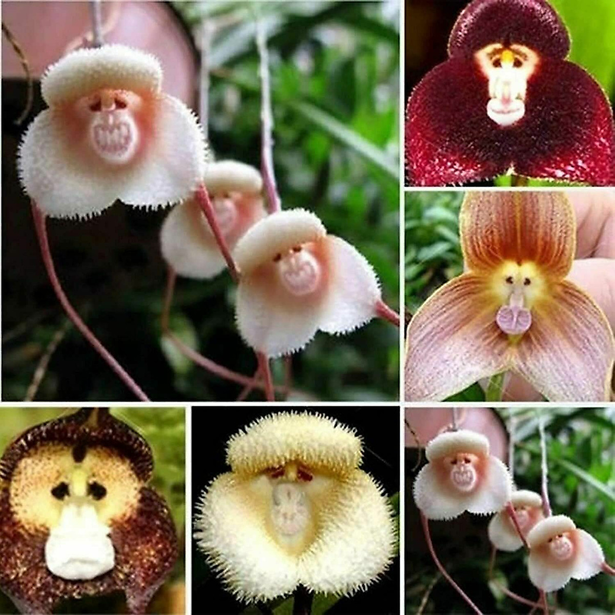 80-Monkey Face Orchid Plant Seeds
