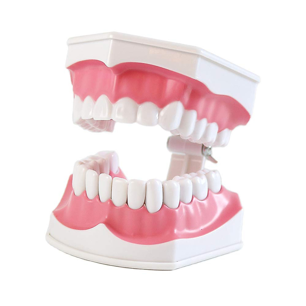 SEED&TREE Dental Teaching Study Brushing Model with Toothbrush/Removable Lower Teeth. Non Power. Plastic Model