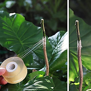Garden Grafting Tape for Frees,Plant Tape Buddy Grafting Supplies Self-Adhesive Plant Repair Tape 6pcs