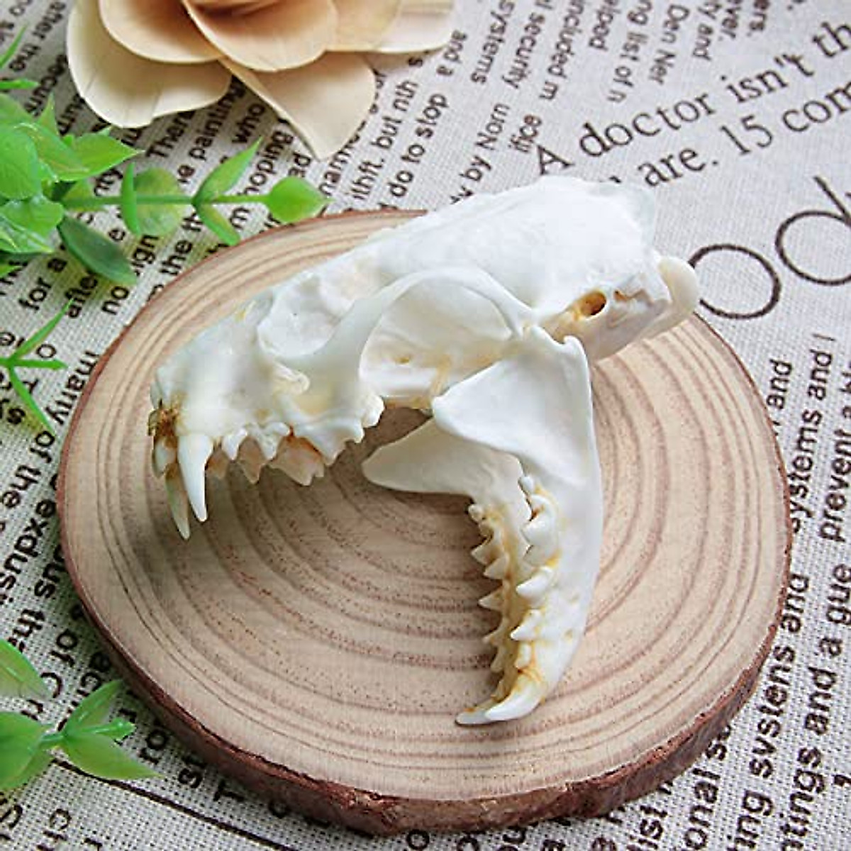 Acxico 1Pcs Mink Skulls Skull Specimen Animal Bone Specimen Gifts Skulls