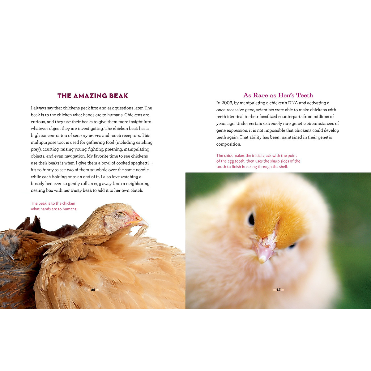 How to Speak Chicken: Why Your Chickens Do What They Do & Say What They Say