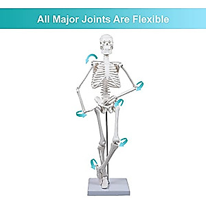 Aliwovo Skeleton Model Anatomy Mini Human Anatomical Skeleton Medical Education Study 17.7&quot;Model with Colorful Manual and Exquisite Packaging