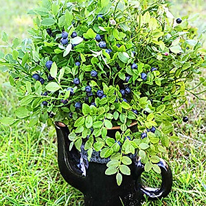 Outsidepride Perennial Northern Highbush Blueberry Fruit Garden Plants - 1000 Seeds