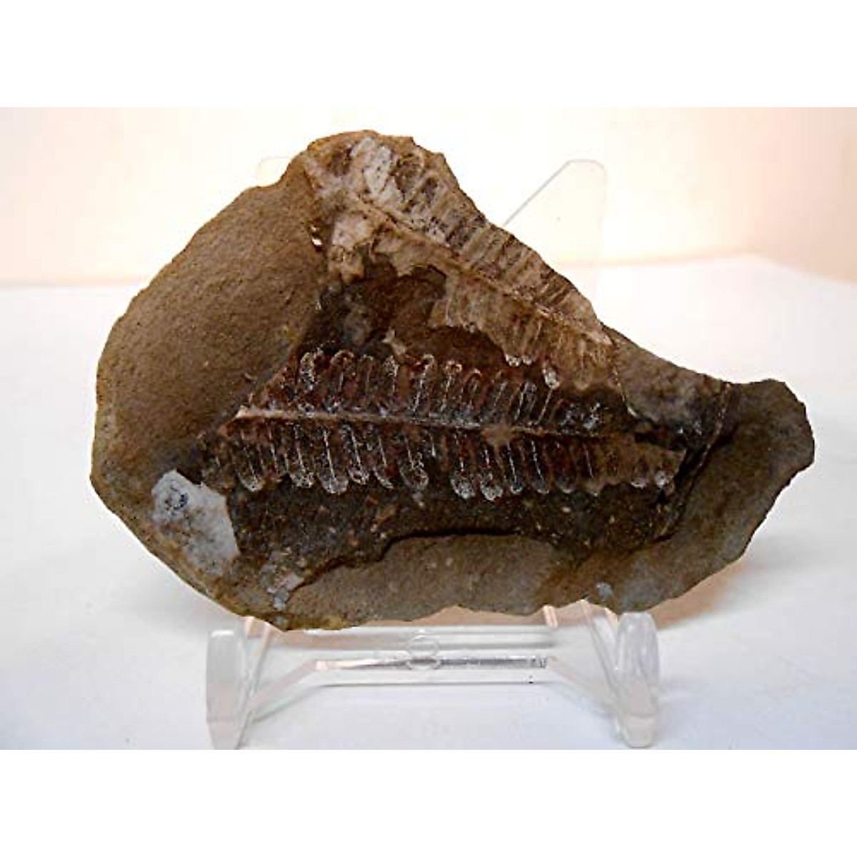 300 Million Yr Old Fern Fossil from Mazon Creek, Illinois w/Free Display Stand, Fact Sheet & 2nd Fossil