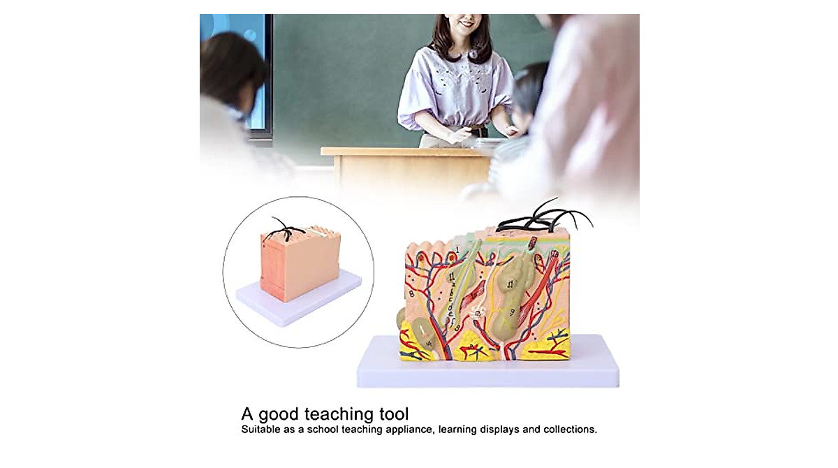 Skin Model 35X Enlarged Anatomical Skin Teaching Aid for Study and ...