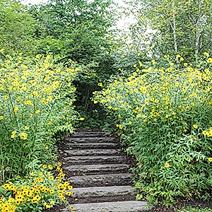 Swamp Narrowleaf Sunflower Clumping Native Wildflower Meadow, 100+ Premium Heirloom Seeds, Perennial, Easy to Grow, Attracts Pollinators-QAUZUY GARDEN-