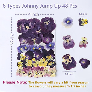 48 Pcs Mix Natural Dried Pressed Flowers for Cake Decorating, Real Dry Flower for Resin Jewelry Making, DIY Art Crafts - Johnny Jump Up