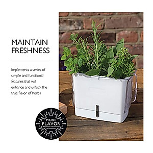 COLE & MASON Fresh Herb Keeper, Container, Clear